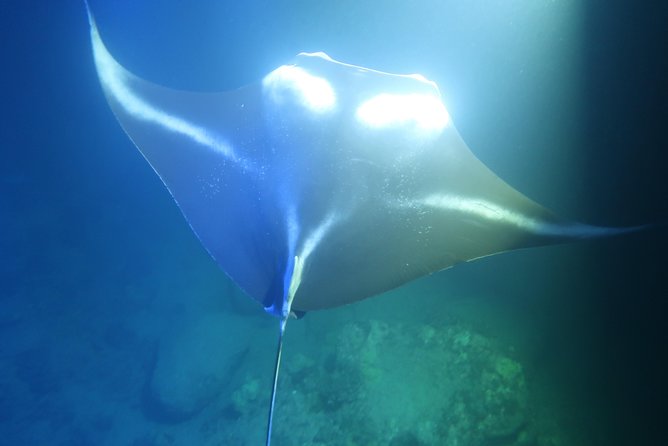 Kona Manta Rays Guaranteed Night Snorkel in Keauhou Harbor - Practical Tips for a Great Experience