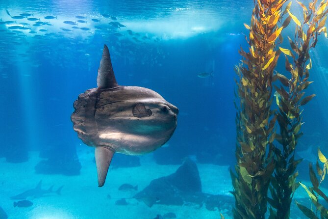 Lisbon Oceanario: Aquarium Entrance Ticket - Final Thoughts