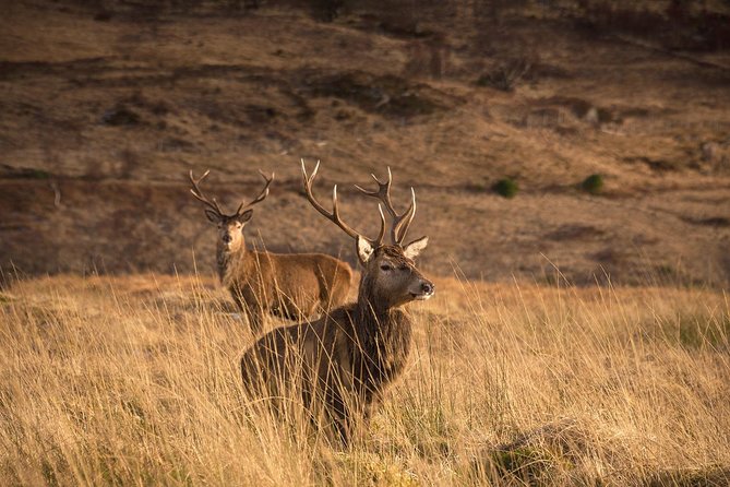 Loch Ness, Scottish Highlands, Glencoe and Pitlochry Tour - Loch Ness and Fort Augustus