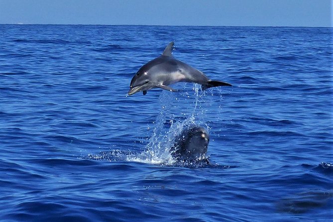 Los Gigantes Whale Watching Charter by Sail Boat - Frequently Asked Questions