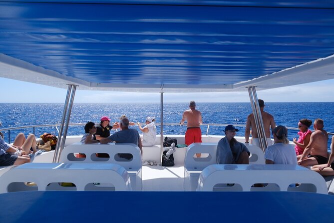 Madeira Dolphin and Whale Watching on a Ecological Catamaran - The Bottom Line: Who Should Consider This Tour?