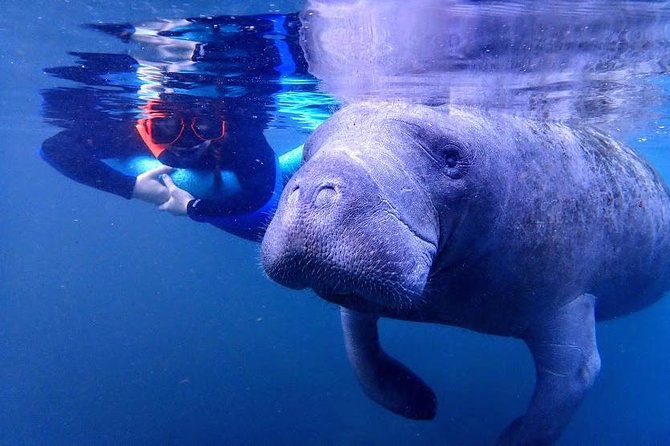 Manatee Swim Tour with In Water Photographer - The Value and Cost