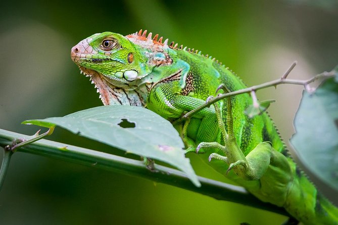 Manuel Antonio Park Nature Guided Tour with a Nature Specialist - What the Reviews Say