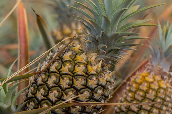 Maui Pineapple Farm Tour in Haliimaile - Authenticity & Reviews: What Travelers Say