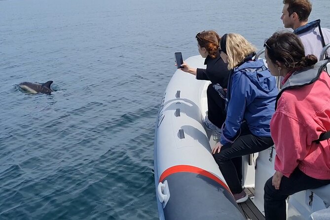 Meet the Lisbon Dolphins - Dolphin Watching in Lisbon - What the Tour Costs and Its Value