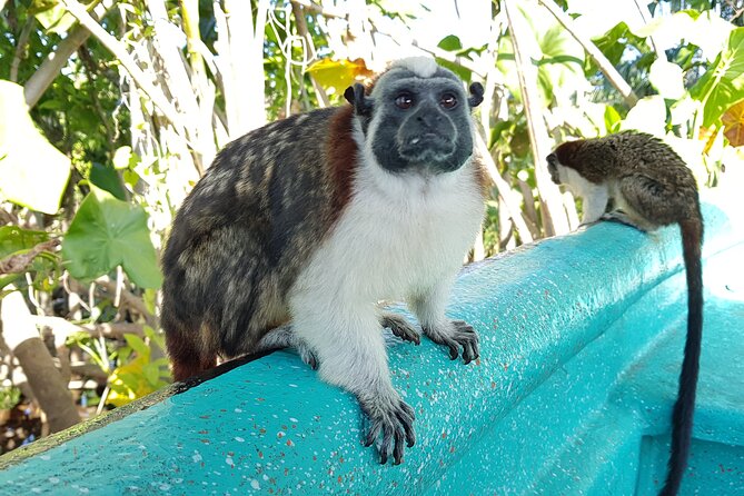 Monkey and Sloth Jungle Habitat Panama Tour - FAQ About the Monkey and Sloth Jungle Habitat Tour
