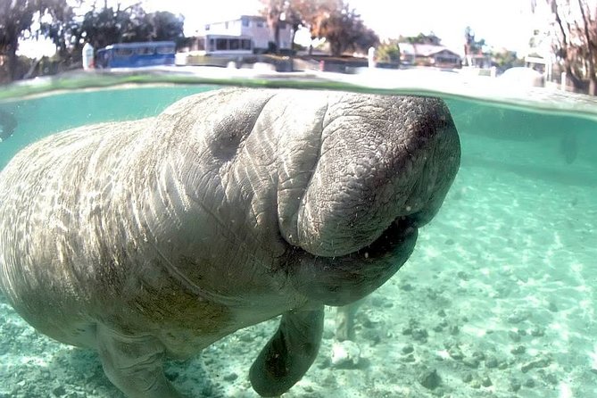 Most Popular 3hr Manatee Swim Tour + In-Water Guide! - FAQ