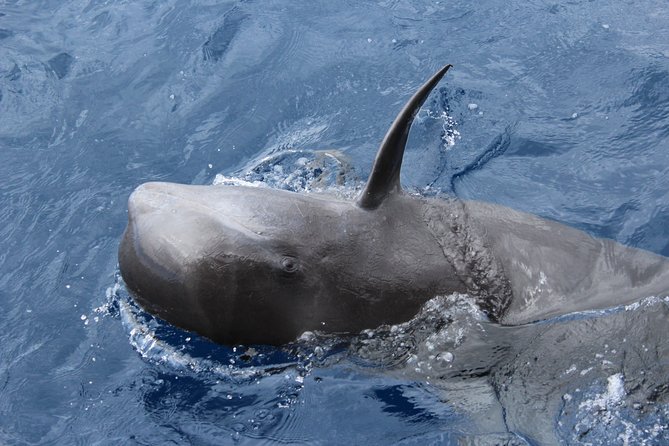 No chase Whale & Dolphin tour putting Marine Life first - we care - The Price and Value