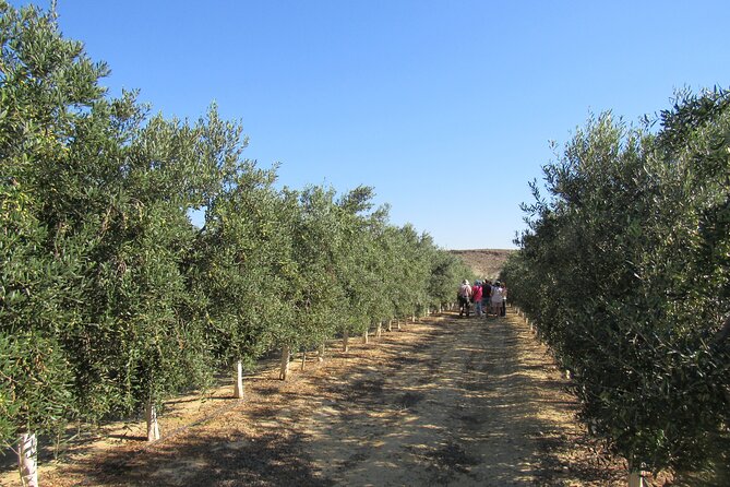 Oil tourism in Pulpí Discover the World of EVOO - FAQs about the Pulpí Olive Oil Tour