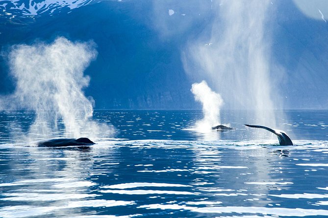 Original Carbon Neutral Whale Watching Tour from Húsavík - Who Will Enjoy This Tour?