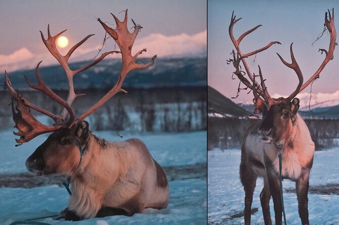 Overnight Stay with Reindeer Sledding & Feeding - Who Will Love This Tour?