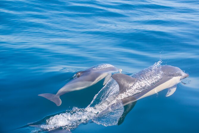 Portimão:Embark on NatureBenagil and DolphinsBiologist on board - Practical Information on Price and Value