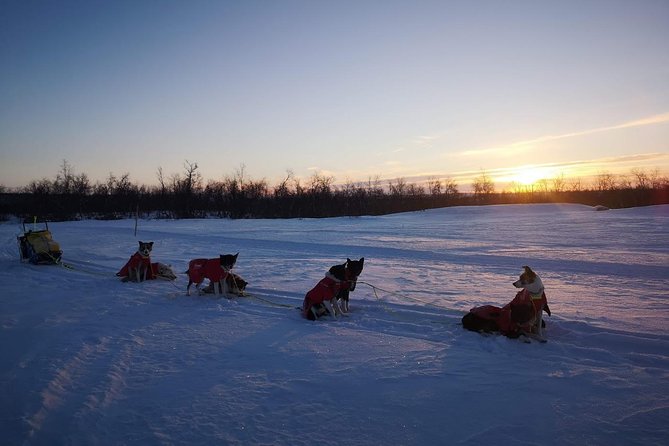 Privat sled trip with husky in the alta valley - The Sum Up