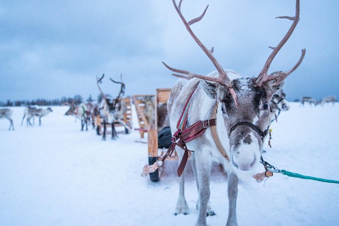 Reindeer Sledding Experience and Sami Culture Tour from Tromso - Overall Value and Experience