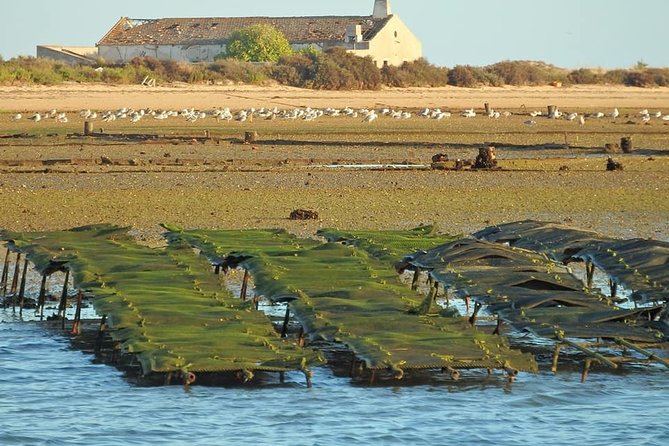 Ria Formosa - Boat trip to the 3 Islands: Armona | Culatra Island | Lighthouse - The Sum Up