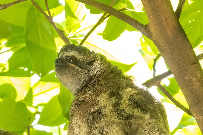 San Jose Walking Nature Tour: Sloths, Birds and Trees - Who Should Consider This Tour