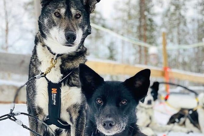 Santa's Reindeer & Husky Safari + Santa's Pets + Aurora Hunt! - Who Will Love This Tour?