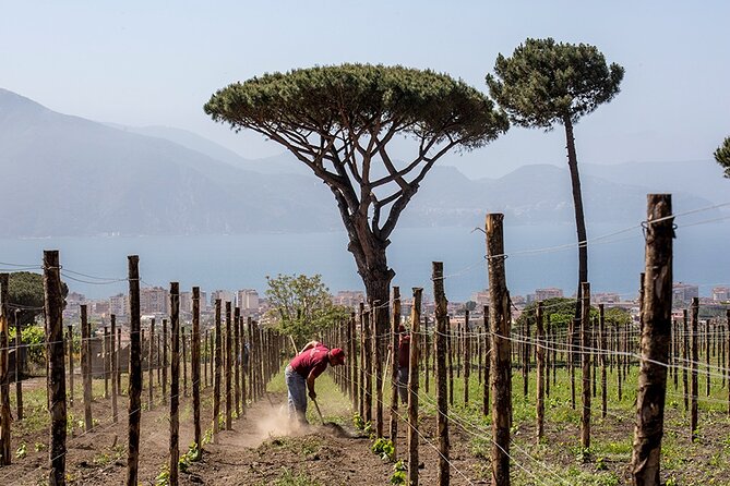 Scenic Wine Tasting & Lunch on the Slopes of Vesuvius from Naples - Authentic Experiences and Common Criticisms