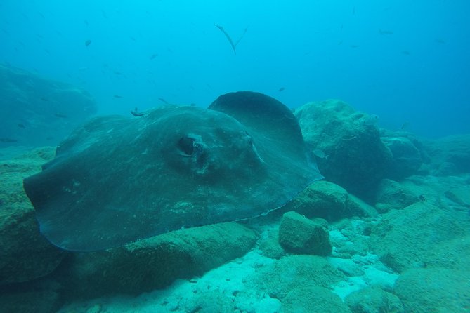 Scuba Dive excursion for Beginners in a Turtle Area - Authentic Experiences from Other Travelers