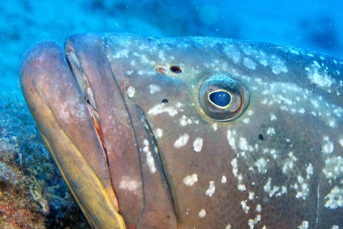 Scuba Diving in Lanzarote (for certified divers only) - The Small-Group Advantage