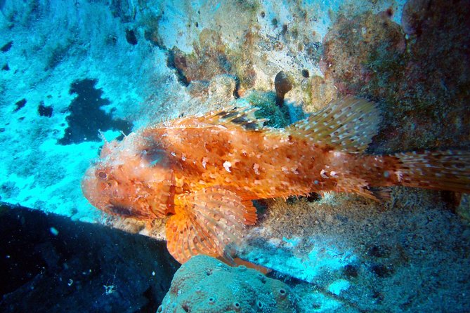 Scuba Diving in Naxos by Bluefindivers - Dive in Greece - Amazing Diving Spots - The Experience: A View into the Undersea World