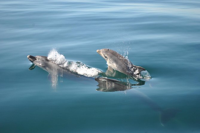 Sealife Sea Safari, Dolphin Watching with Marine Biologist's Lagos - Frequently Asked Questions