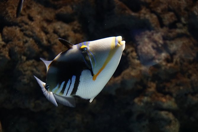 Seville Aquarium Admission Ticket - FAQ