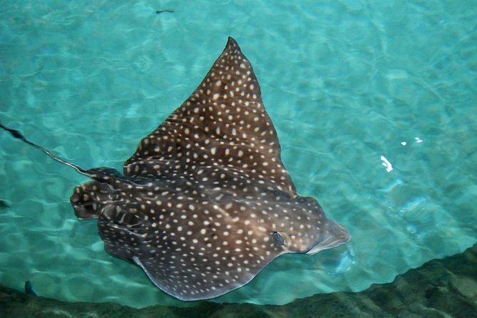 Shark and Wildlife Viewing Adventure in Key West - The Sum Up