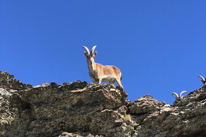 Sierra Nevada Safari 7 hours tour from Granada - Logistics and Practicalities