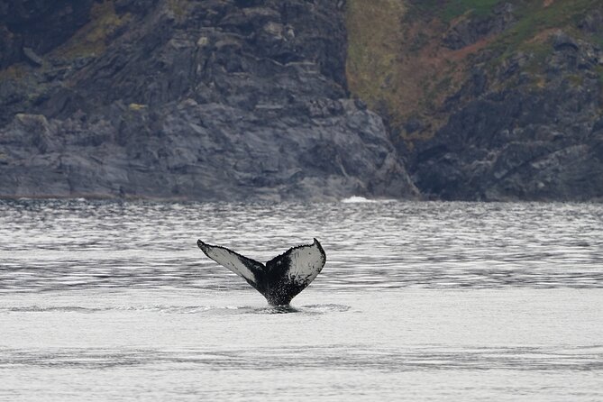 Silent Whale Watching - FAQs