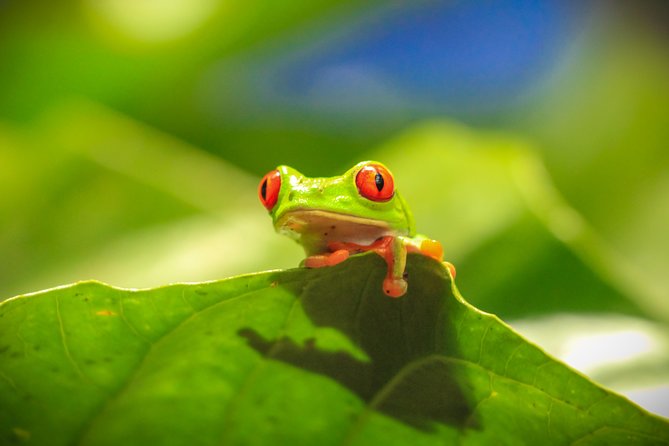 Skip the Line: Diamante Eco Adventure Park: Animal Sanctuary Discovery Ticket - Is It Worth the Price?