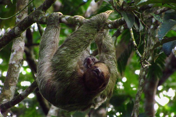 Sloths Watching Tour through Sloth's Territory - Who Will Love This Tour?