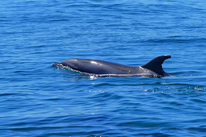 Small Group Dolphin and Wildlife Watching Tour in Faro - FAQs