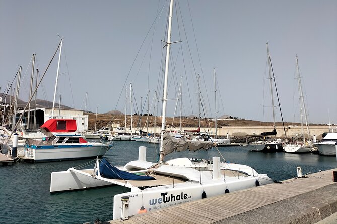 Small Group Dolphin Sunset Tour on Electric Catamaran Lanzarote - FAQs