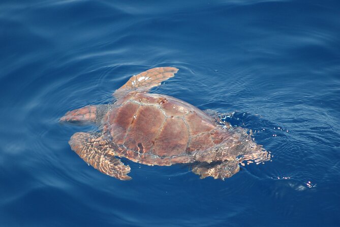 Small Group Excursion Whales and Dolphin Watching Los Gigantes - The Sum Up