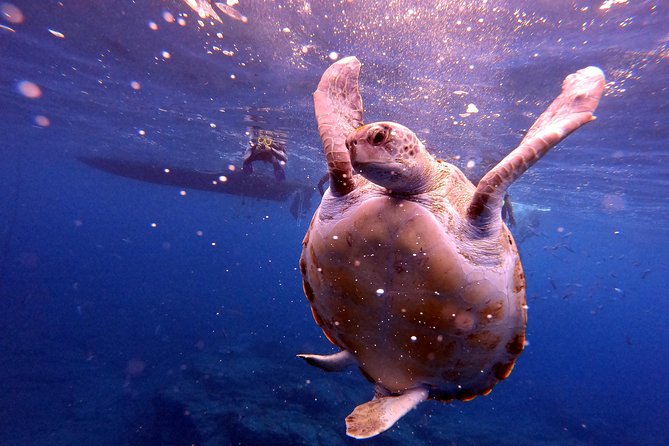Snorkeling and Boat Tour in a Turtle Area - Final Thoughts