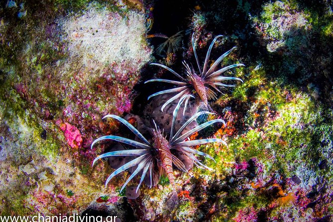 Snorkeling and Boat trip in Crete with free certification! - The Real Value: Price & Experience