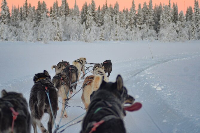 Sunrise Zen Husky Tour (10:00 to 13:00 - sitting on the sled) - FAQ