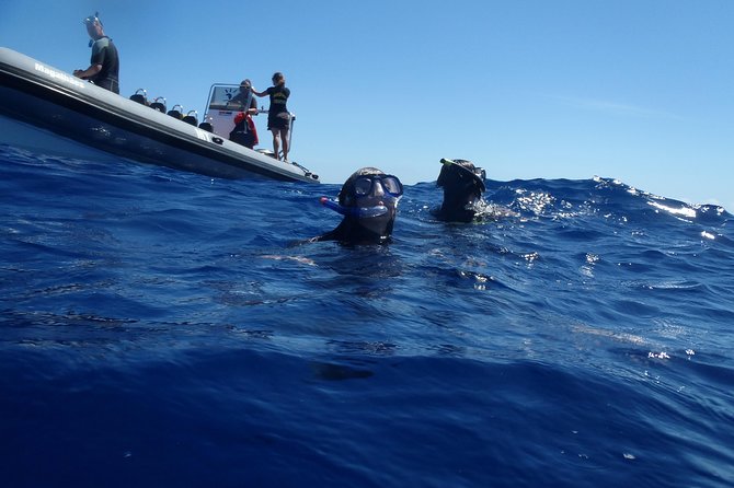 Swim with Dolphins in the Azores - FAQ
