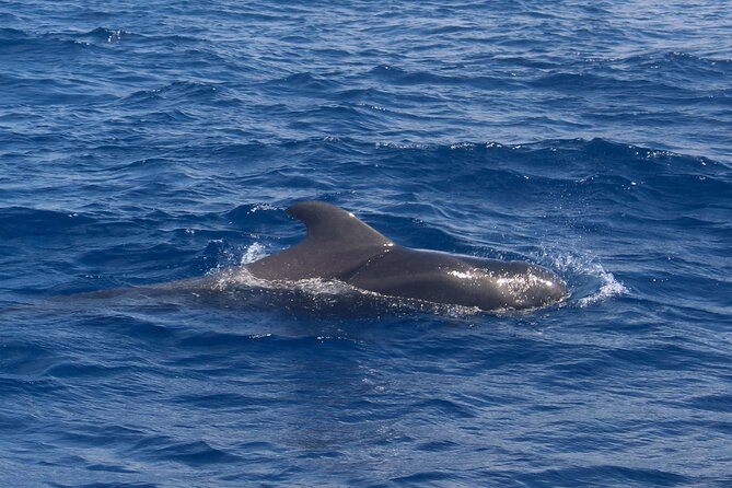 Tenerife Whale Watching and Snorkeling Yacht Trip - FAQ