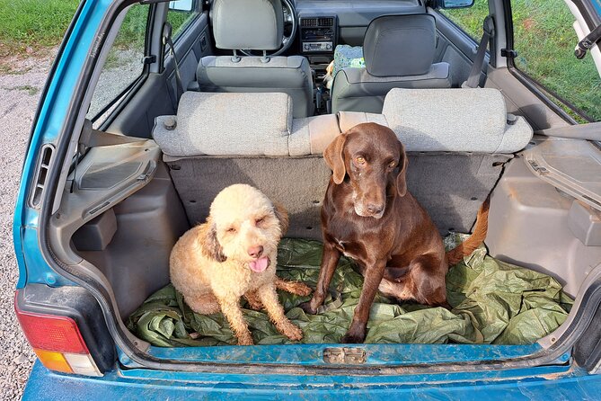 Truffle hunting adventure - Practicalities: What to Expect and Tips for Travelers