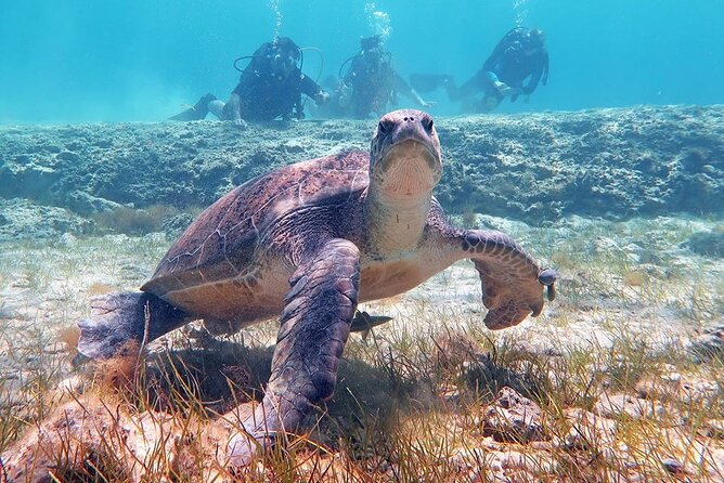 Try a Scuba Diving Experience - Practical Details and Considerations