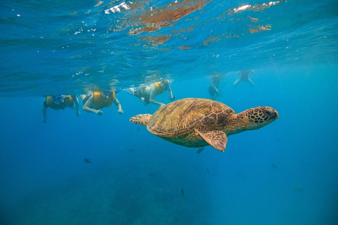Turtle Canyons Snorkel Excursion from Waikiki, Hawaii - Who Should Consider This Tour?
