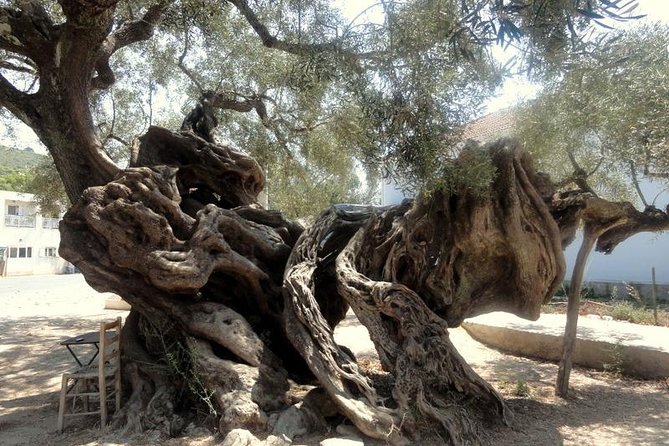 VIP Full Day Tour Shipwreck Blue Caves and top view - FAQ About the Zakynthos VIP Full-Day Tour