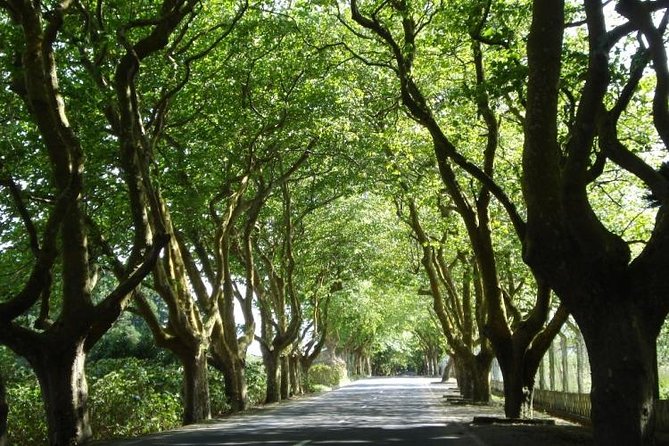 West Coast Van Tour (Half Day) | Terceira Island - Authenticity and Experience