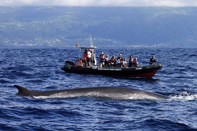 Whale and Dolphin Watching in Pico Island - Half Day - Authenticity and Ethical Moments