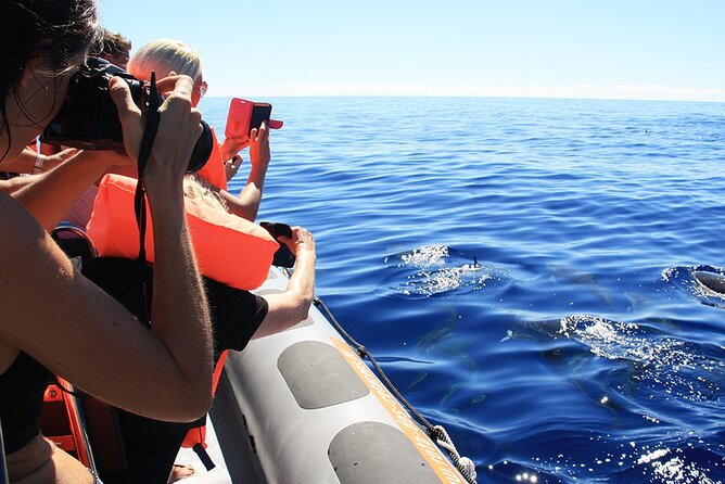 Whale and Dolphin Watching Tour from Funchal - Authentic Encounters Based on Reviewer Experiences