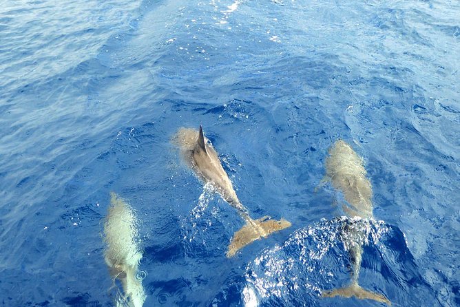 Whale and Dolphin Watching Yacht Trip in Puerto Colon - Final Thoughts: Is This Tour Right for You?