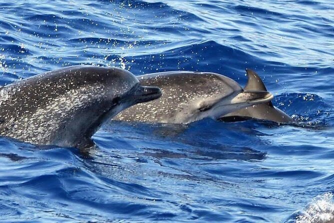 Whale & Dolphin Watching in Madeira - Final Thoughts