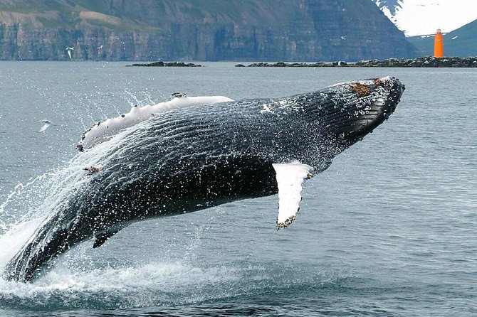 Whale Watching and Sea Angling Tour - Cancellation Policy and Practical Tips